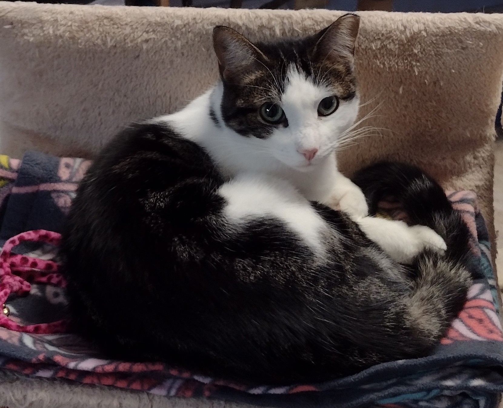 Emma Is WSCR Cat Of The Week | News, Sports, Jobs - Post Journal
